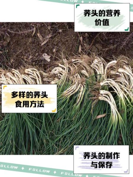 荞头长什么样_荞头和葱的区别-第2张图片-山城妙识 荞头长什么样_荞头和葱的区别-第2张图片-山城妙识