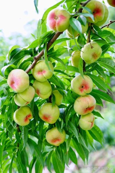 桃子树图片_如何辨别品种-第2张图片-山城妙识 桃子树图片_如何辨别品种-第2张图片-山城妙识