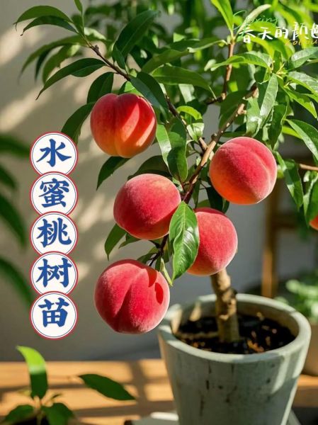 桃子树图片_如何辨别品种-第3张图片-山城妙识 桃子树图片_如何辨别品种-第3张图片-山城妙识