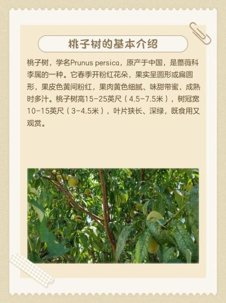 桃子树图片_如何辨别品种-第1张图片-山城妙识 桃子树图片_如何辨别品种-第1张图片-山城妙识