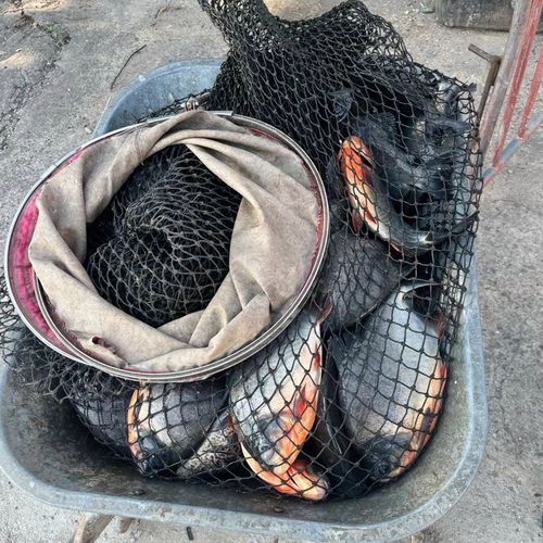 红鲳鱼用什么饵料最好钓_红鲳鱼饵料配方大全-第1张图片-山城妙识