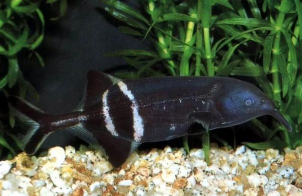 象鼻鱼能长多大_象鼻鱼最大体长是多少-第1张图片-山城妙识