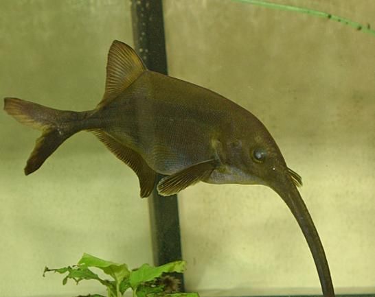 象鼻鱼能长多大_象鼻鱼最大体长是多少-第2张图片-山城妙识