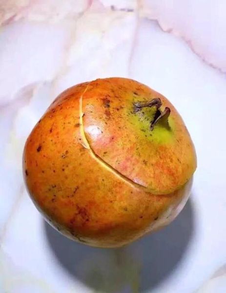 干石榴怎么剥皮_干石榴快速剥皮技巧-第1张图片-山城妙识 干石榴怎么剥皮_干石榴快速剥皮技巧-第1张图片-山城妙识