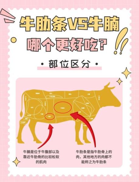 牛腩是牛的哪个部位_牛腩和牛肋条区别-第1张图片-山城妙识