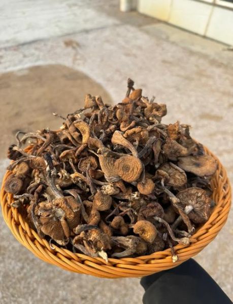 东北蘑菇种类大全_哪些野生菌可食用-第1张图片-山城妙识 东北蘑菇种类大全_哪些野生菌可食用-第1张图片-山城妙识