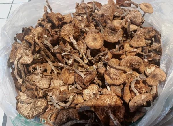 东北蘑菇种类大全_哪些野生菌可食用-第2张图片-山城妙识 东北蘑菇种类大全_哪些野生菌可食用-第2张图片-山城妙识