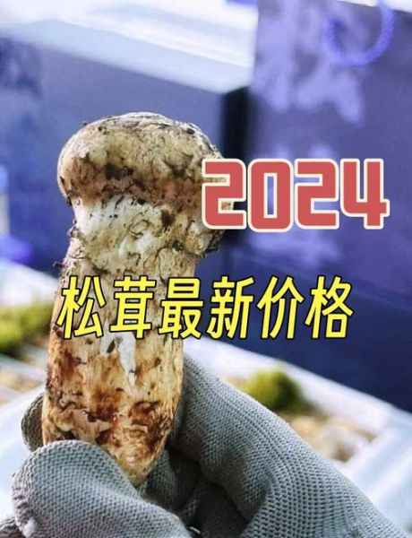 西藏松茸多少钱一斤_2024最新价格行情-第1张图片-山城妙识