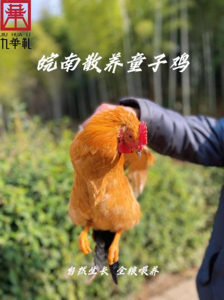 童子鸡的营养价值_童子鸡的功效与作用-第2张图片-山城妙识 童子鸡的营养价值_童子鸡的功效与作用-第2张图片-山城妙识