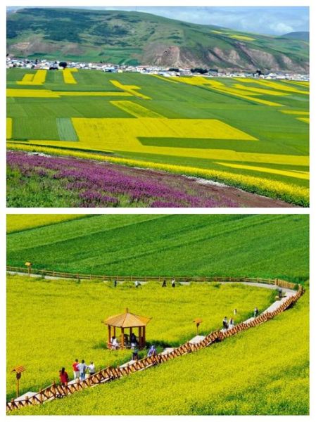 门源油菜花什么时候开_门源油菜花最佳观赏地点-第2张图片-山城妙识