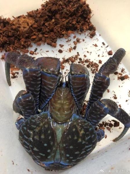 椰子蟹是蜘蛛还是螃蟹_椰子蟹和寄居蟹区别-第1张图片-山城妙识 椰子蟹是蜘蛛还是螃蟹_椰子蟹和寄居蟹区别-第1张图片-山城妙识