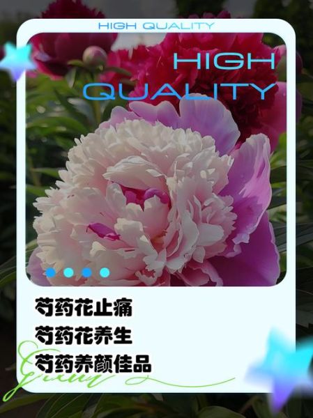 芍药花有什么功效_芍药花的作用与禁忌-第2张图片-山城妙识