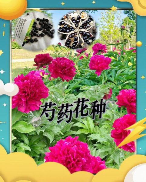 芍药花有什么功效_芍药花的作用与禁忌-第1张图片-山城妙识