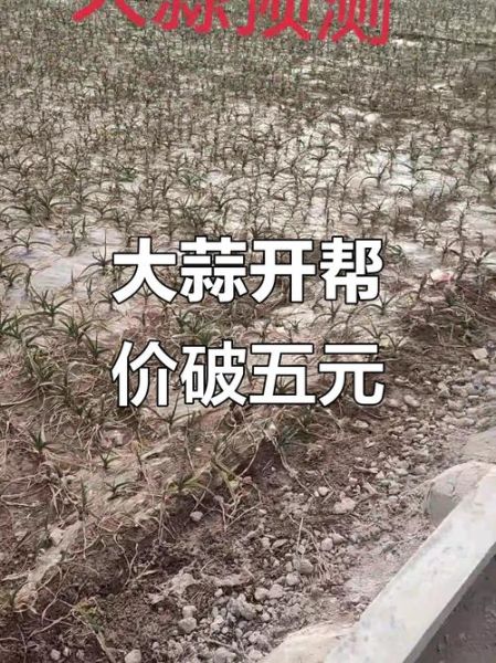 大蒜价格走势_今年大蒜还会涨价吗-第1张图片-山城妙识