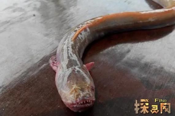 红狼牙鰕虎鱼有毒吗_食用安全吗-第1张图片-山城妙识