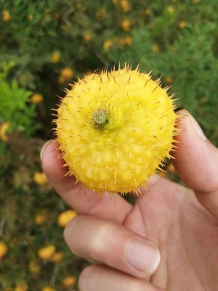 刺梨图片多少钱一斤_刺梨价格最新行情-第1张图片-山城妙识 刺梨图片多少钱一斤_刺梨价格最新行情-第1张图片-山城妙识