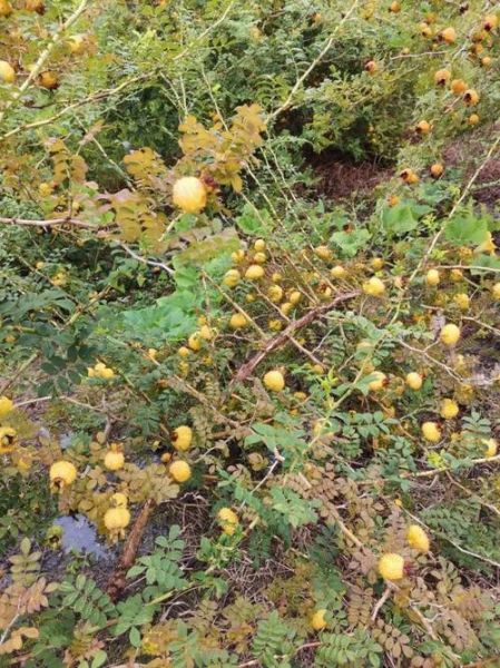 刺梨图片多少钱一斤_刺梨价格最新行情-第2张图片-山城妙识 刺梨图片多少钱一斤_刺梨价格最新行情-第2张图片-山城妙识