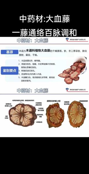 大血藤的功效与作用有哪些_大血藤图片长什么样-第3张图片-山城妙识