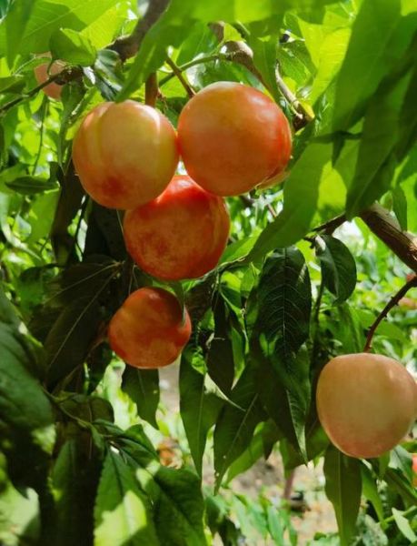 油桃和桃子有什么区别_油桃是桃子的变种吗-第1张图片-山城妙识 油桃和桃子有什么区别_油桃是桃子的变种吗-第1张图片-山城妙识