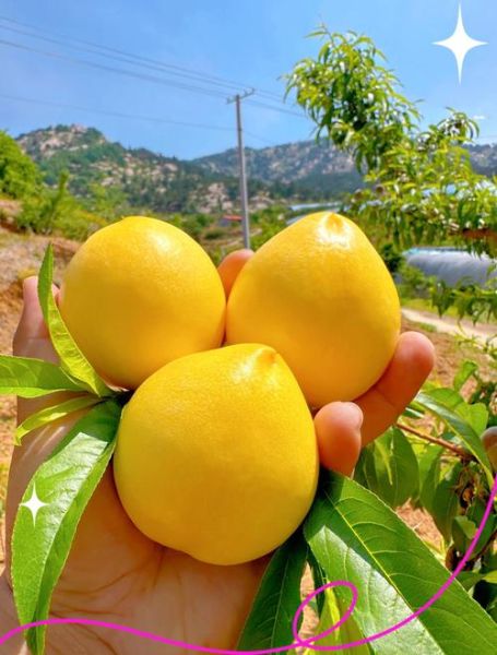 油桃和桃子有什么区别_油桃是桃子的变种吗-第3张图片-山城妙识 油桃和桃子有什么区别_油桃是桃子的变种吗-第3张图片-山城妙识