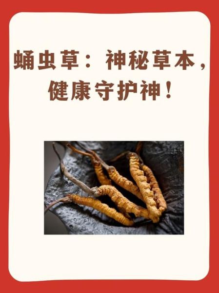 蛹虫草的功效与作用及食用方法_蛹虫草怎么吃效果最好-第2张图片-山城妙识