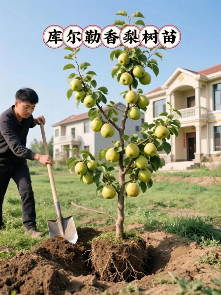 梨树苗多少钱一棵_梨树苗价格表-第1张图片-山城妙识