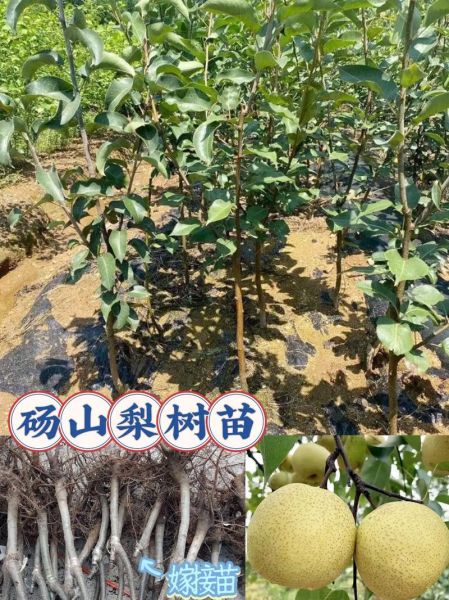 梨树苗多少钱一棵_梨树苗价格表-第3张图片-山城妙识