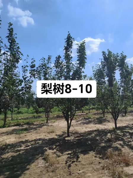 梨树苗多少钱一棵_梨树苗价格表-第2张图片-山城妙识