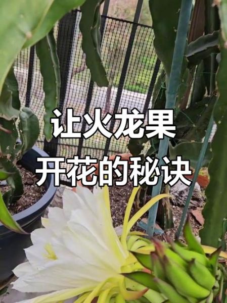 火龙果怎么修剪才结果_火龙果修剪方法-第2张图片-山城妙识