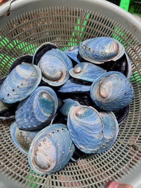 小鲍鱼多少钱一斤_小鲍鱼价格影响因素-第3张图片-山城妙识