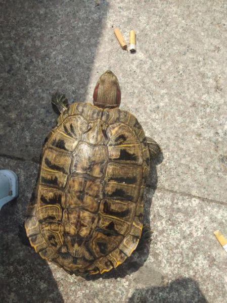 巴西红耳龟吃什么_巴西红耳龟能吃什么蔬菜水果-第1张图片-山城妙识