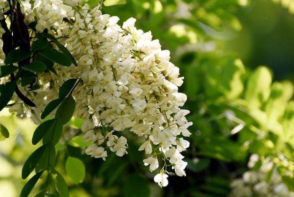 槐花图片壁纸哪里找_槐花高清壁纸怎么下载-第1张图片-山城妙识