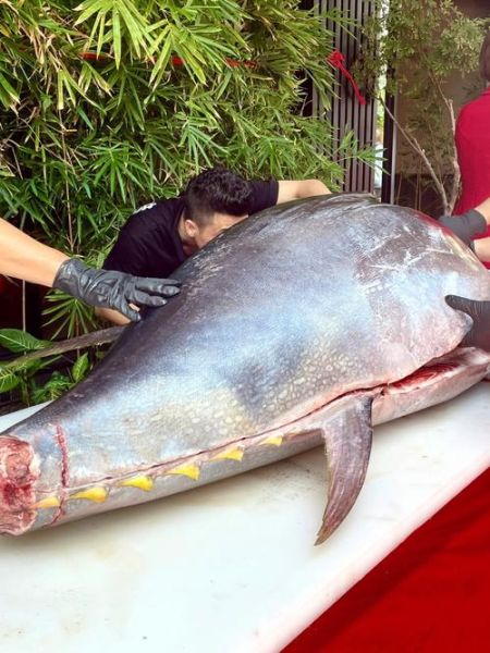 300多斤蓝鳍金枪鱼多少钱_为什么这么贵-第3张图片-山城妙识 300多斤蓝鳍金枪鱼多少钱_为什么这么贵-第3张图片-山城妙识