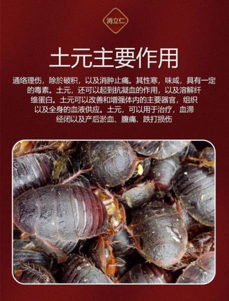 土鳖虫的功效与作用_土鳖虫能治哪些病-第1张图片-山城妙识 土鳖虫的功效与作用_土鳖虫能治哪些病-第1张图片-山城妙识