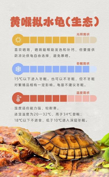 黄喉拟水龟怎么养_黄喉拟水龟饲养环境布置-第1张图片-山城妙识 黄喉拟水龟怎么养_黄喉拟水龟饲养环境布置-第1张图片-山城妙识