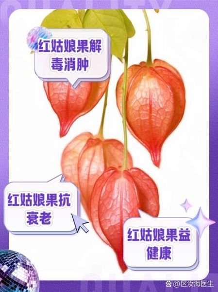 红姑娘水果的功效与作用_红姑娘水果怎么吃-第3张图片-山城妙识