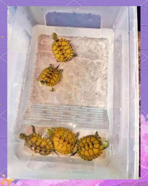 黄喉拟水龟怎么养_黄喉拟水龟饲养环境布置-第2张图片-山城妙识 黄喉拟水龟怎么养_黄喉拟水龟饲养环境布置-第2张图片-山城妙识