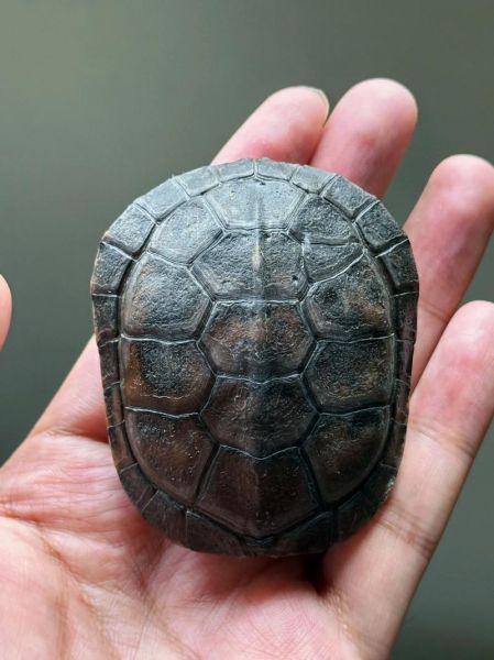 黄喉拟水龟怎么养_黄喉拟水龟饲养环境布置-第3张图片-山城妙识 黄喉拟水龟怎么养_黄喉拟水龟饲养环境布置-第3张图片-山城妙识