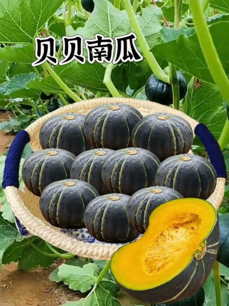 南瓜图片大全大图_如何挑选高清素材-第2张图片-山城妙识 南瓜图片大全大图_如何挑选高清素材-第2张图片-山城妙识