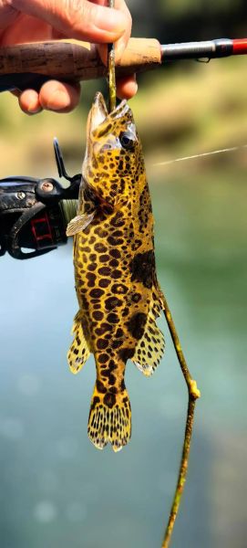 鳜鱼图片高清_鳜鱼高清图怎么拍-第3张图片-山城妙识