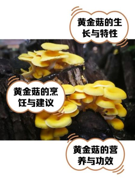 黄金菇怎么挑选_黄金菇的营养价值-第1张图片-山城妙识