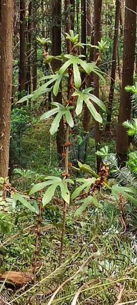 五指毛桃长什么样_高清大图怎么找-第1张图片-山城妙识 五指毛桃长什么样_高清大图怎么找-第1张图片-山城妙识