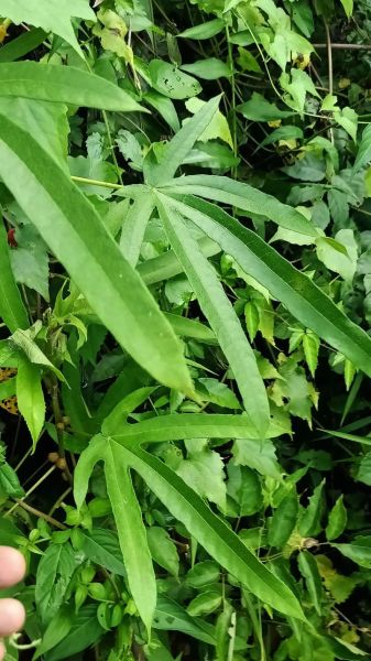 五指毛桃长什么样_高清大图怎么找-第3张图片-山城妙识 五指毛桃长什么样_高清大图怎么找-第3张图片-山城妙识