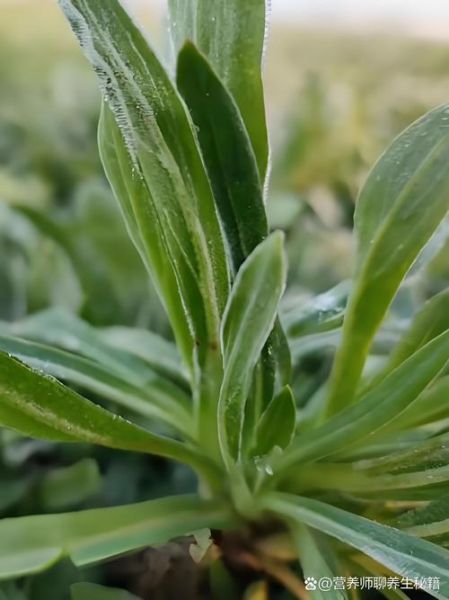 面条菜什么时候播种最好_面条菜几月份种最合适-第2张图片-山城妙识