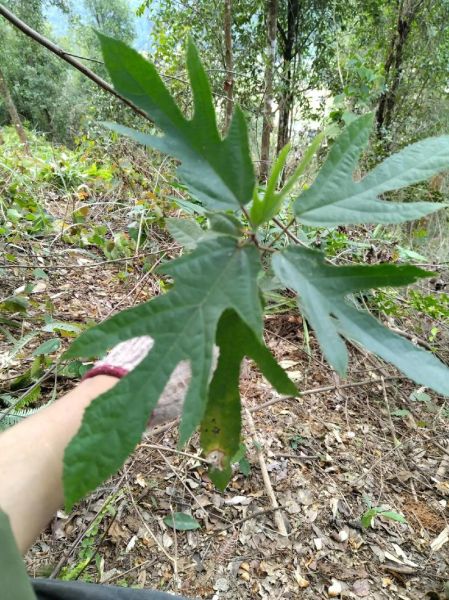 五指毛桃长什么样_高清大图怎么找-第2张图片-山城妙识 五指毛桃长什么样_高清大图怎么找-第2张图片-山城妙识