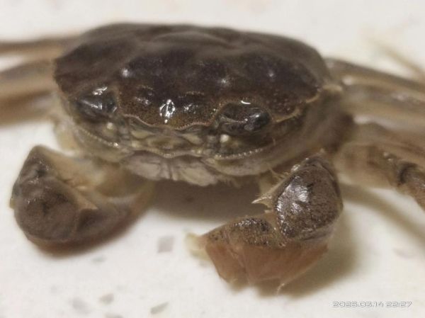 螃蟹死了10个小时还能吃吗_死了的螃蟹多久不能吃-第2张图片-山城妙识 螃蟹死了10个小时还能吃吗_死了的螃蟹多久不能吃-第2张图片-山城妙识