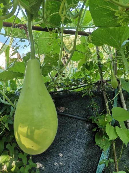 瓠瓜图片大全_瓠瓜和葫芦区别在哪-第1张图片-山城妙识