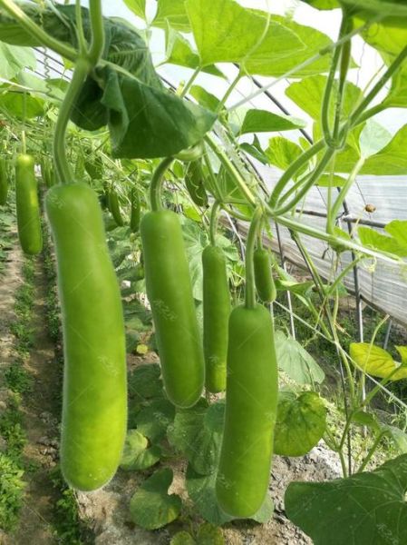 瓠瓜图片大全_瓠瓜和葫芦区别在哪-第3张图片-山城妙识