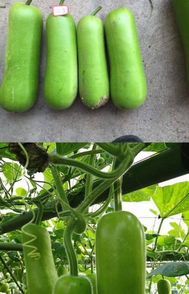 瓠瓜图片大全_瓠瓜和葫芦区别在哪-第2张图片-山城妙识