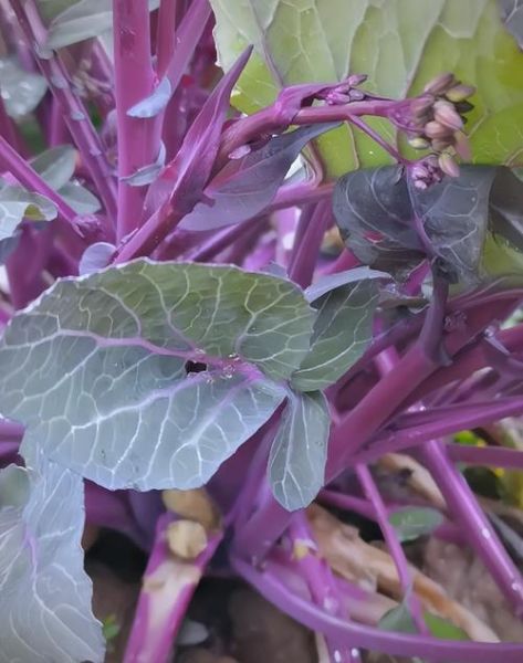 苔菜长什么样子_苔菜生长周期多久-第1张图片-山城妙识 苔菜长什么样子_苔菜生长周期多久-第1张图片-山城妙识